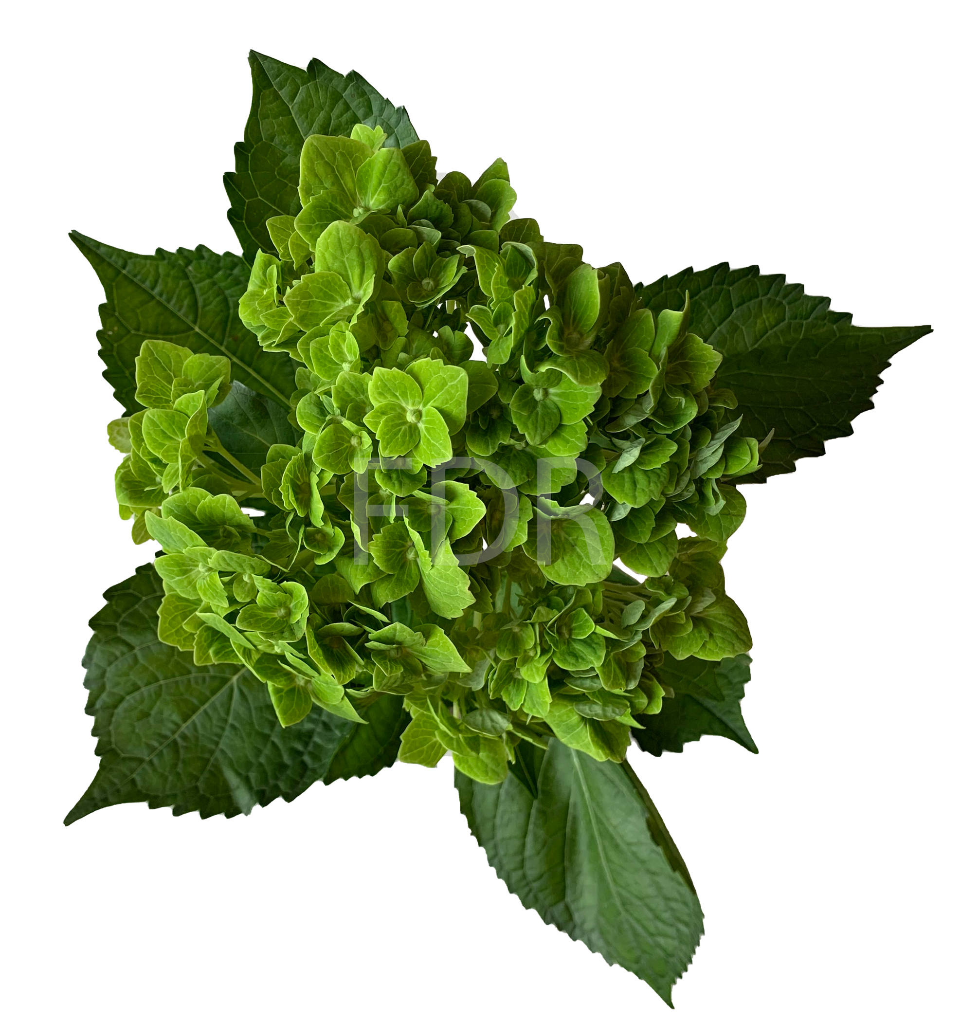 Hydrangea - Emerald Green (40 STEMS) — Farm Direct Rose