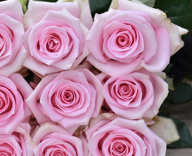 Jessika Rose (100 Stems) — Farm Direct Rose