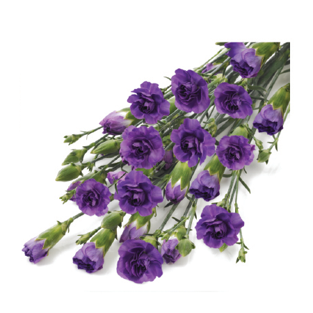 Mini Carnations - Moonberry (10 Bunches BU) — Farm Direct Rose