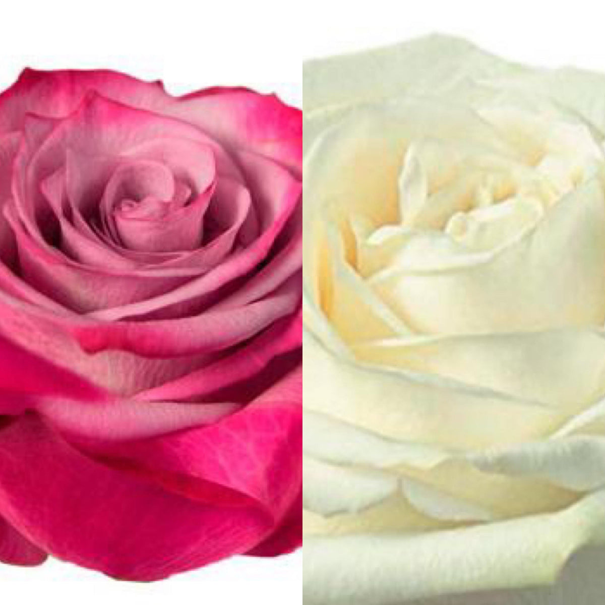 Deep Purple (50 Stems) / Playa Blanca (50 Stems) — Farm Direct Rose