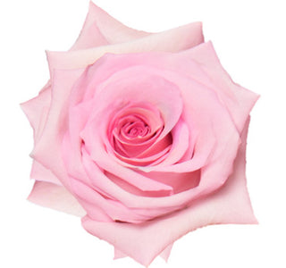 Jessika Rose (100 Stems) — Farm Direct Rose