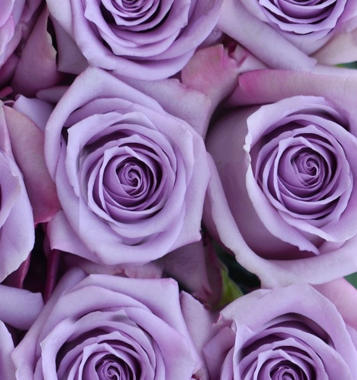 Ocean Song Rose (100 Stems) — Farm Direct Rose