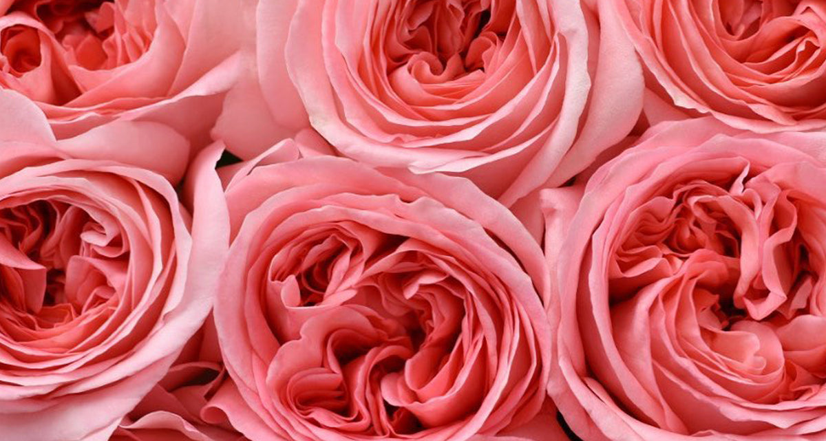 Pink Expression (100 STEMS) — Farm Direct Rose
