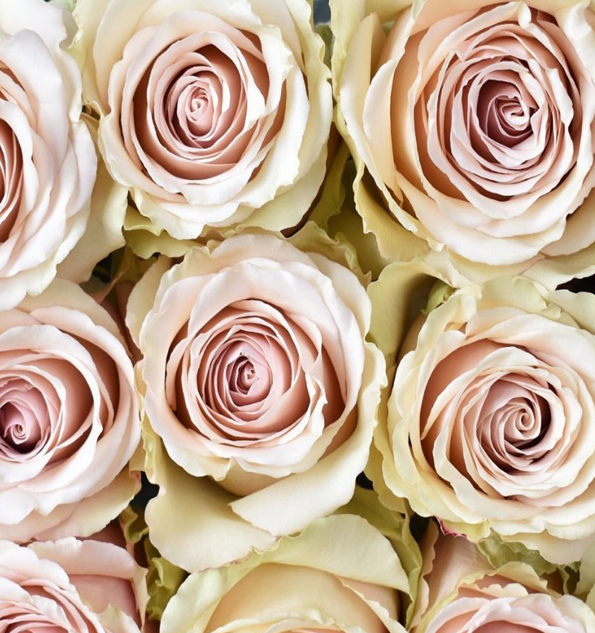 Pompeii Rose (100 Stems) — Farm Direct Rose
