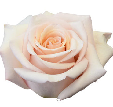 Queen of Pearl Rose (100 Stems) — Farm Direct Rose