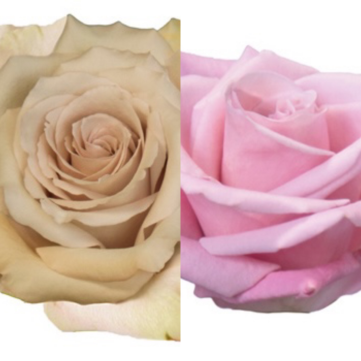 Quicksand (50 Stems) / Sweet Escimo (50 Stems) — Farm Direct Rose