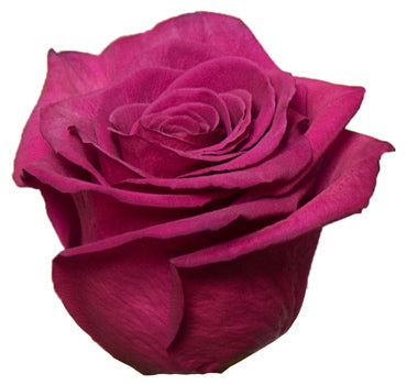 Roseberry Rose (100 Stems) — Farm Direct Rose