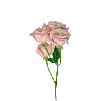 One-Day Delivery - Sahara Sensation Spray Rose (100 STEMS) — Farm ...